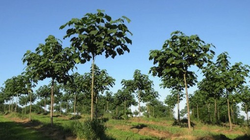Conoce el Kiri, un árbol que puede salvar al mundo | Cambia.pe